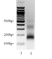 EZ-Zyme™ Chromatin Prep Kit | 17-375